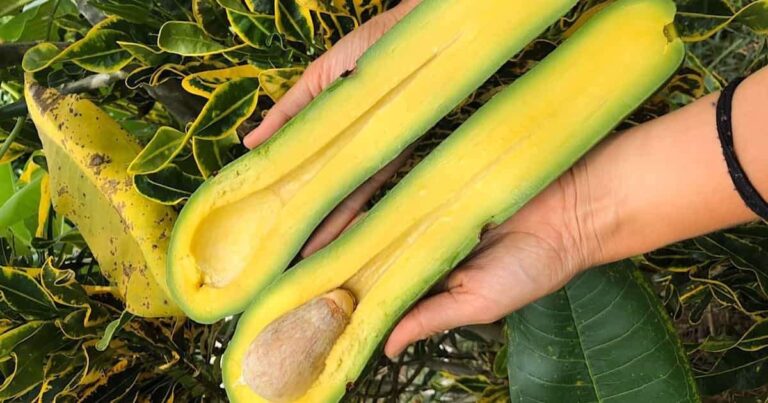 This Farm Is Growing ‘Long Neck’ Avocados That Can Grow up to 3 Feet ...