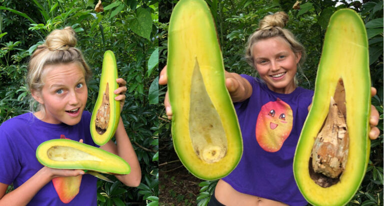 This Farm Is Growing ‘Long Neck’ Avocados That Can Grow up to 3 Feet ...