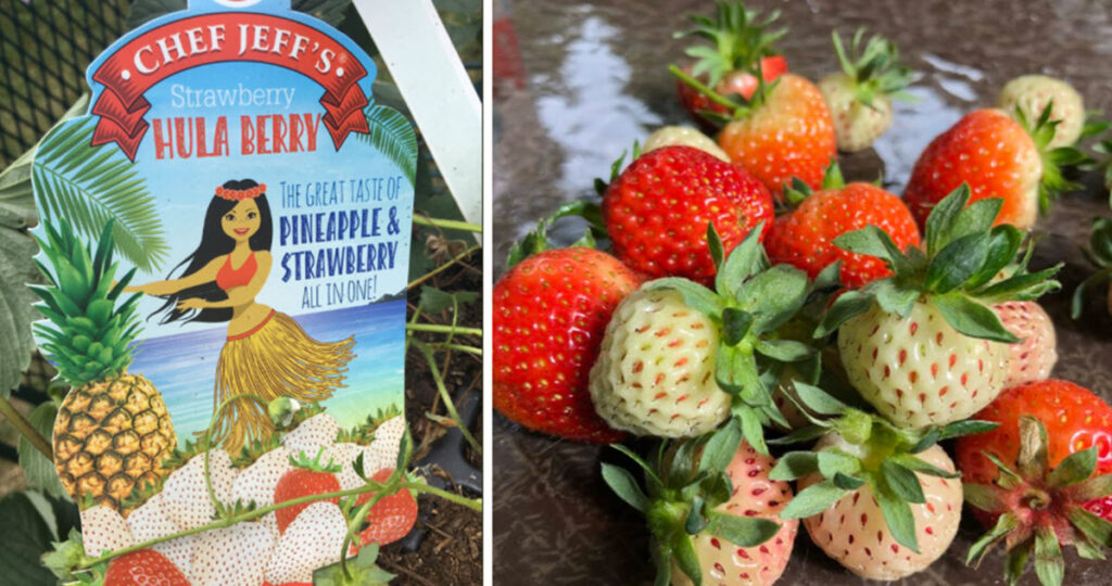 Everything You Need to Know About Pineapple-Flavored Hula Berries ...